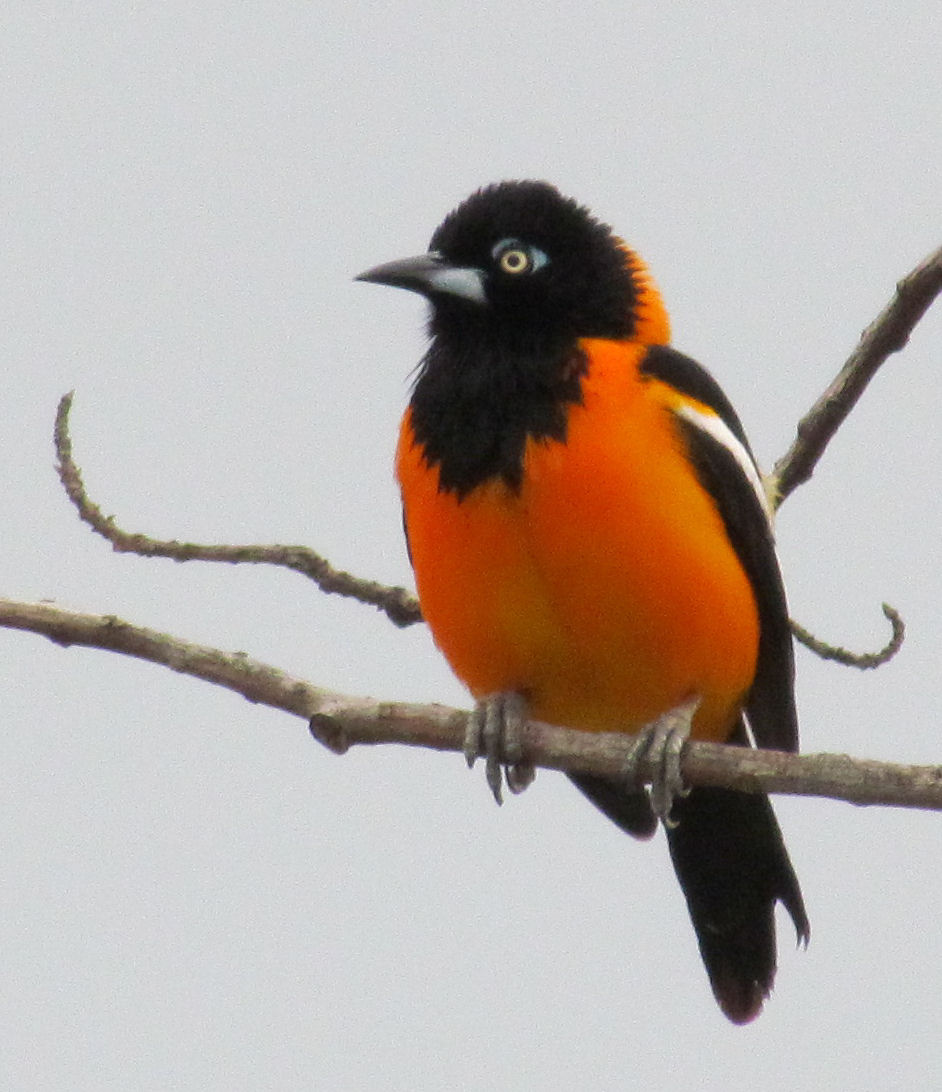 Foto Blog Puerto Rico: Fotos de Aves en Puerto Rico