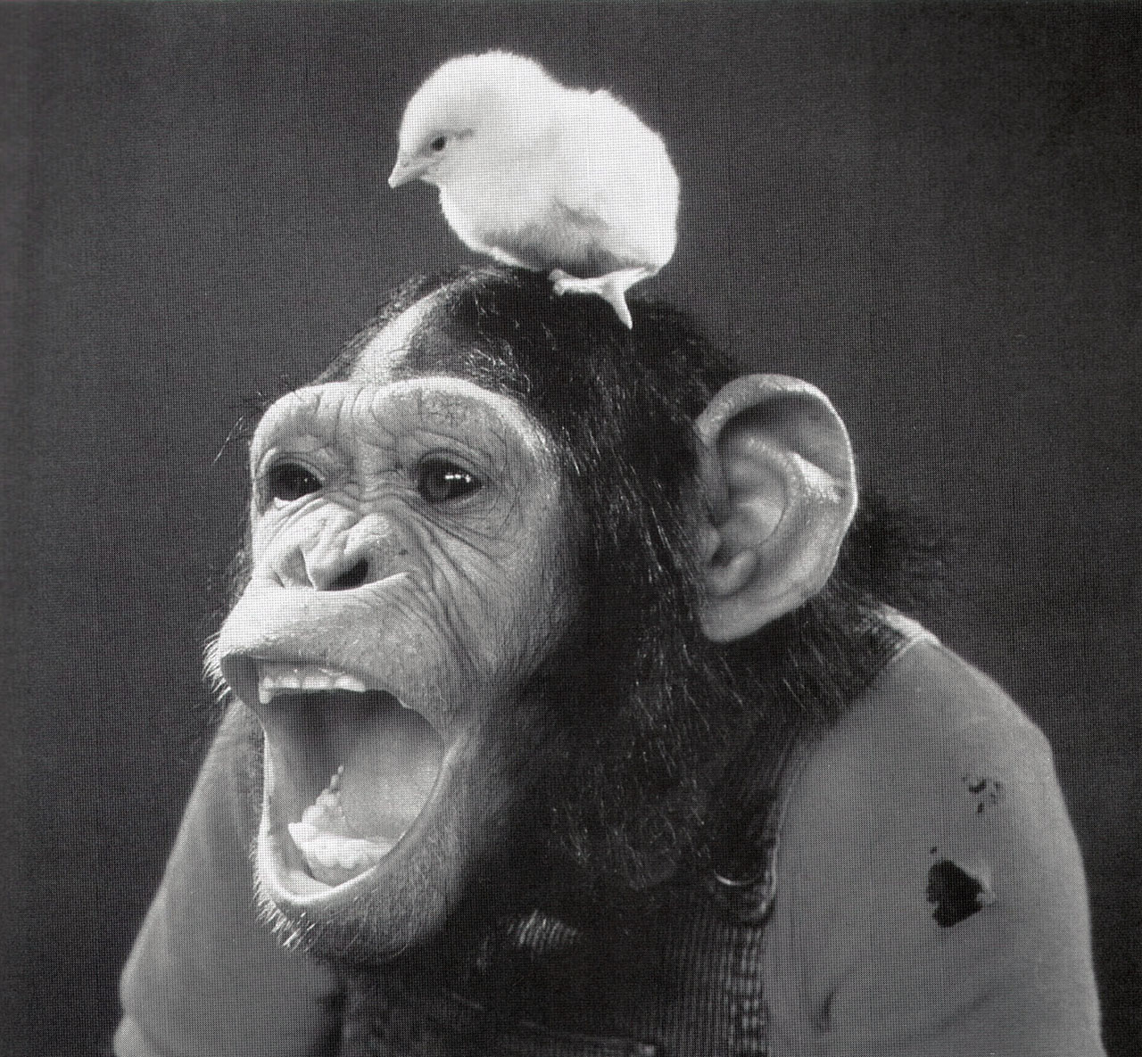 Recuerdos Ajenos de Gerardo García...: Monkey with chicken - Anonymous