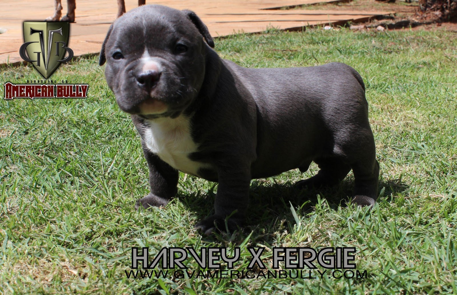Filhotes American Bully | GV American Bully