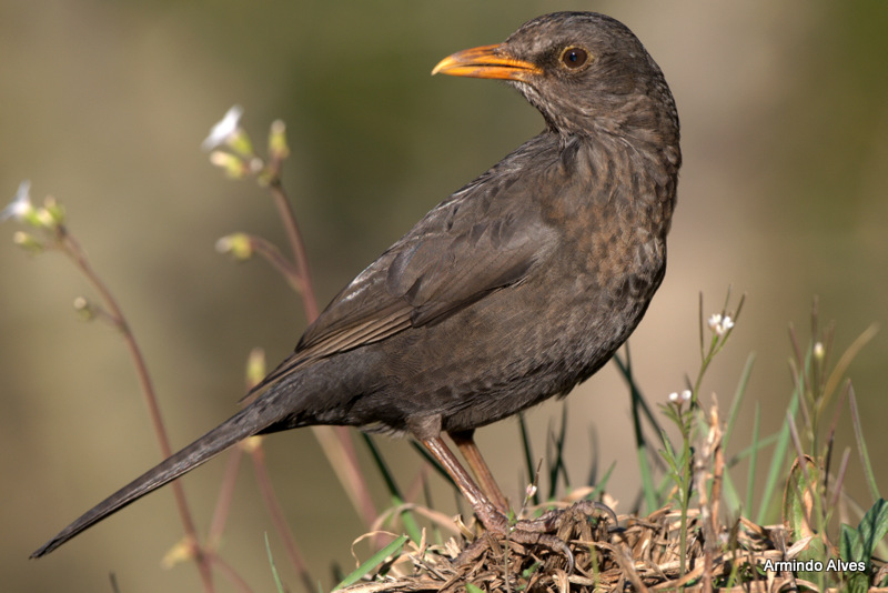 TERRA VIVA: MELRO-PRETO