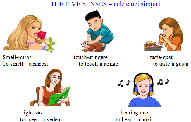 english: cele cinci simturi