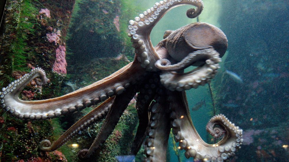 El robalo: Científicos del CSIC facilitan el cultivo del pulpo al dar ...