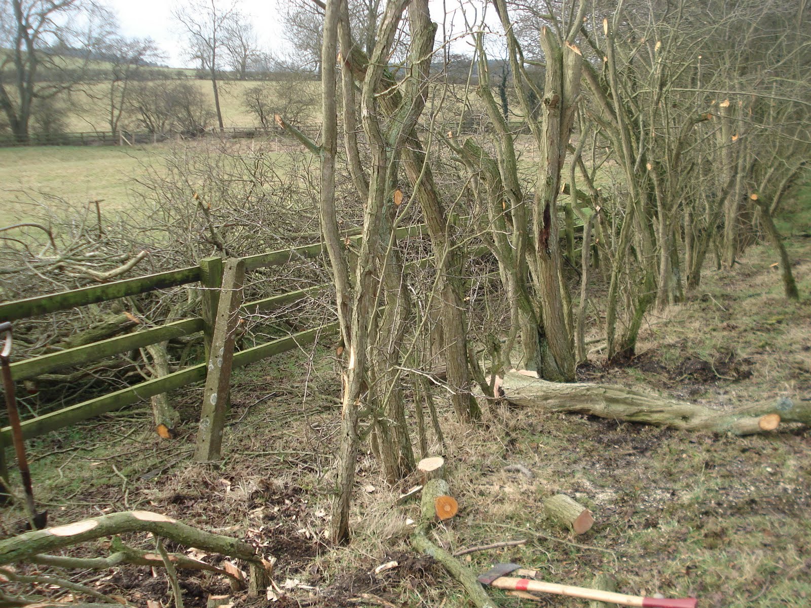 Drystone walling and hedgelaying: Laying a large hedge