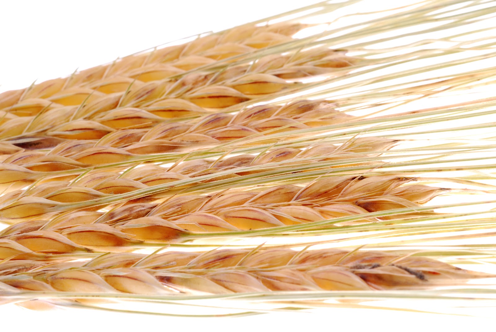 Life less hurried, living in the slow lane: Is it an intolerance to ...