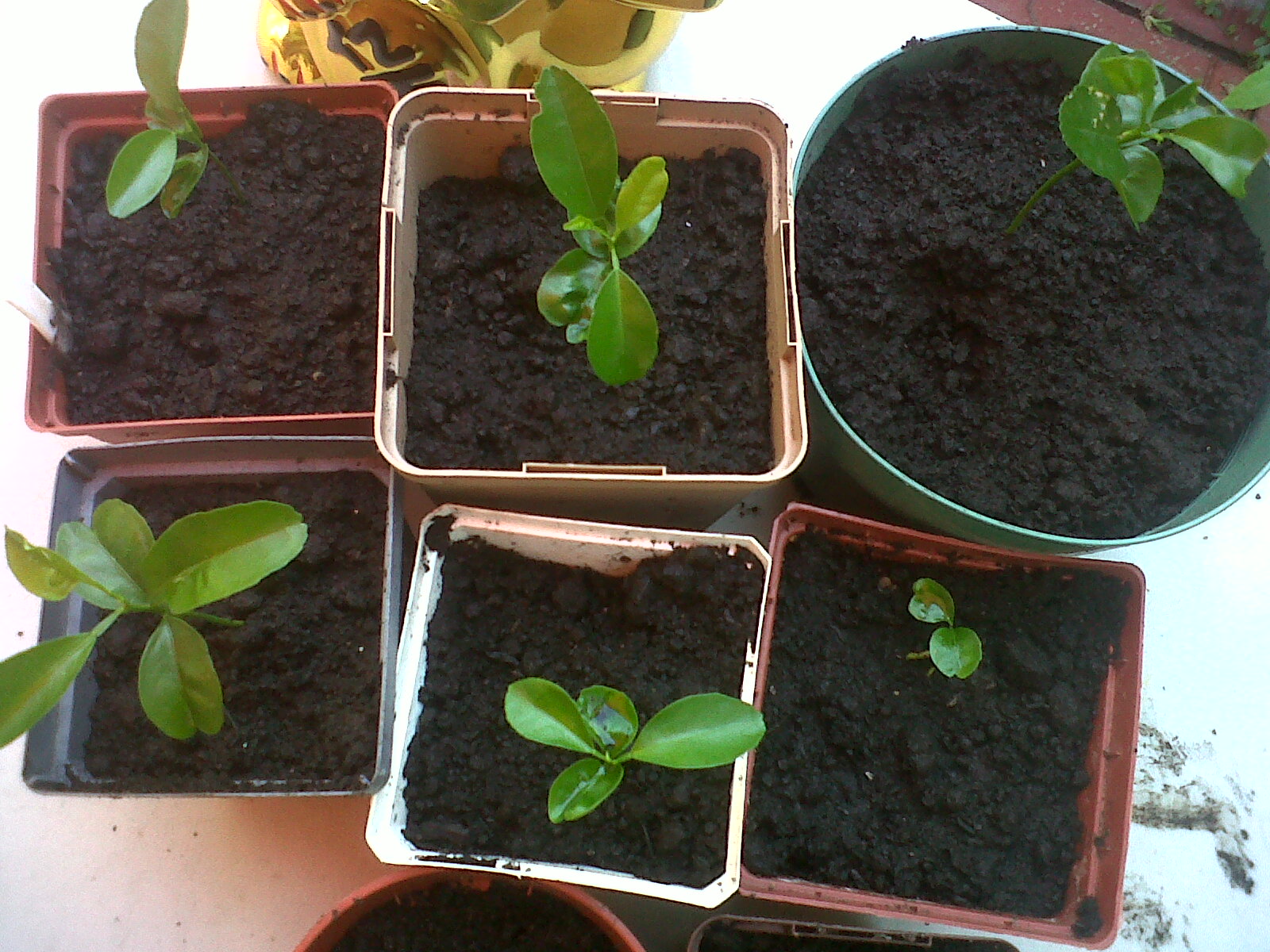 Live, Love, Climb!: Minneola Seedlings (Citrus x tangelo)