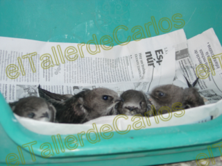 elTallerdeCarlos: vencejo caído del nido. cuidar vencejo. pollo de ...