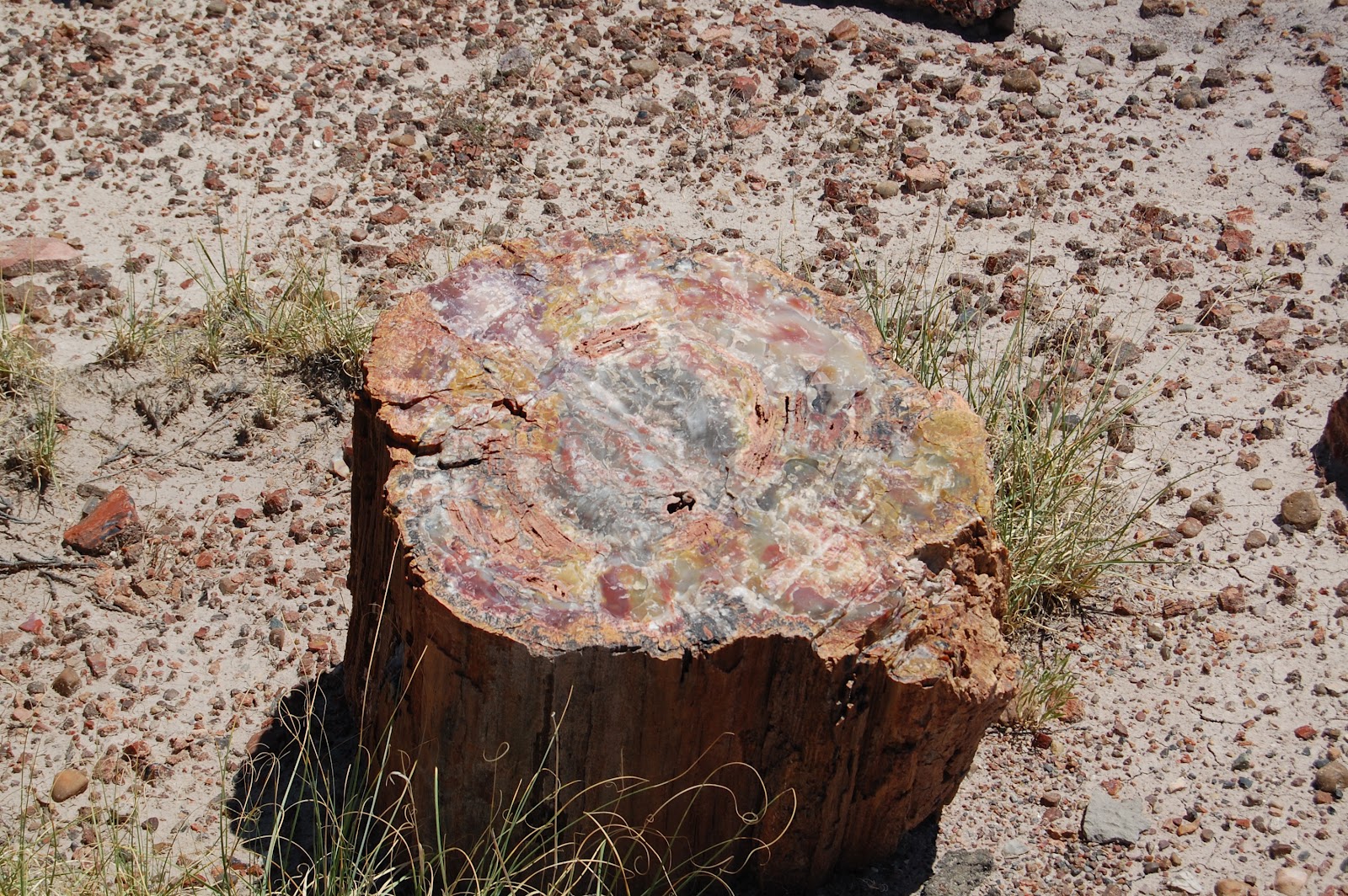 [Insert Something Creative]: The Petrified Forest & Painted Desert