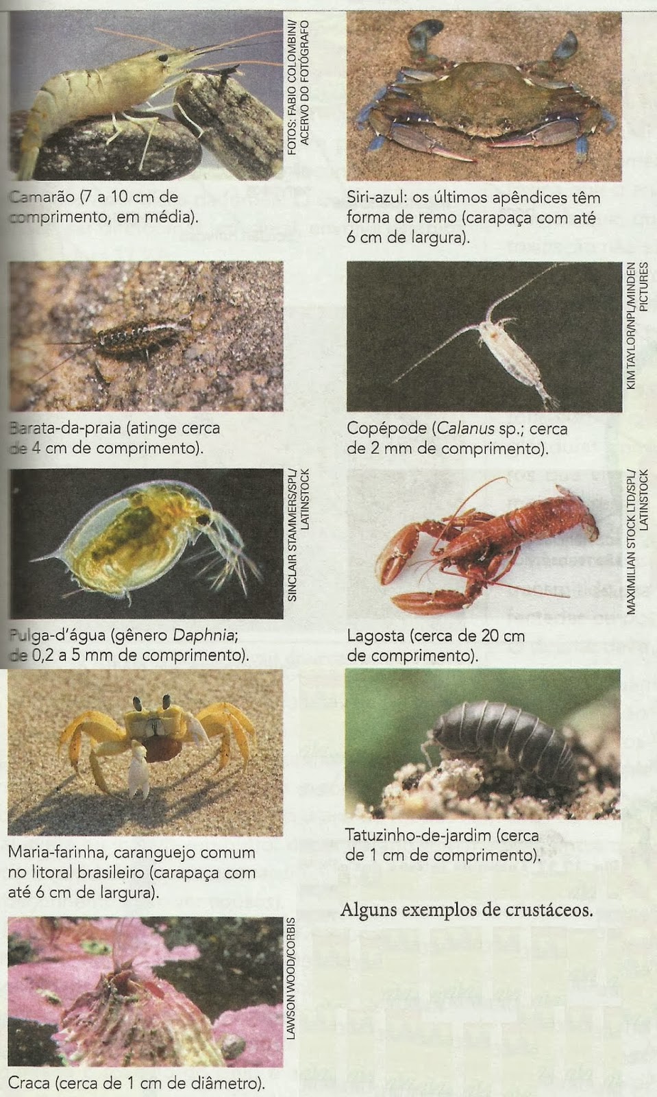 Crustaceos Caracteristicas