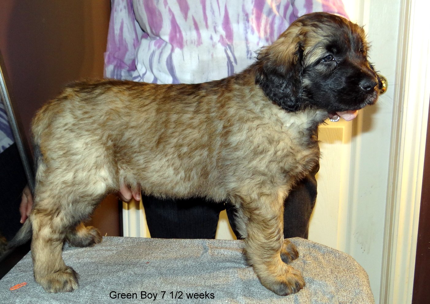 Heronview Leonbergers: Conformation shots of puppies