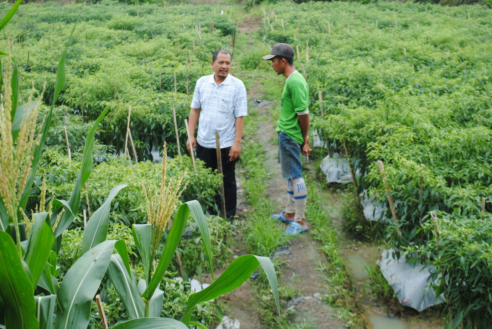 AOS FARM: BERTANAM CABE