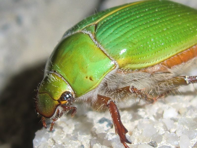 Variety of Life: Melolonthinae