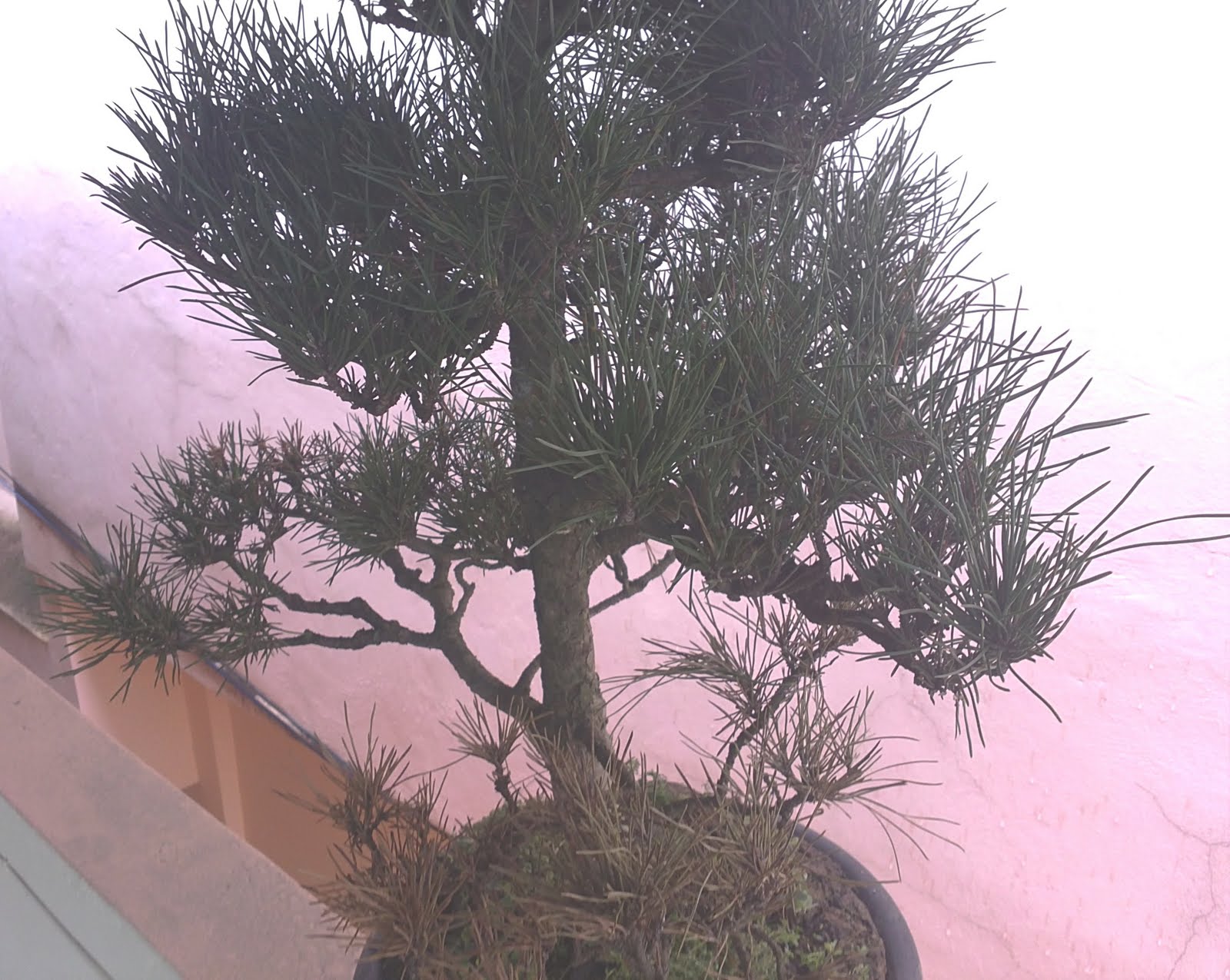 Leonardo Couto Arte Bonsai: Pinheiro Negro - o clássico da Arte Bonsai