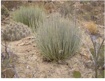 Consultoria Experta en negocios de Agricultura, Ganaderia y Forestales ...