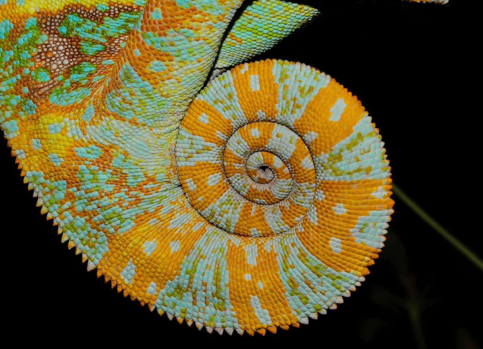 the adventures of US: Wild Veiled Chameleons in South Florida