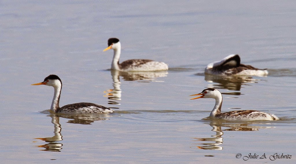 Birding Is Fun!: Grebes!
