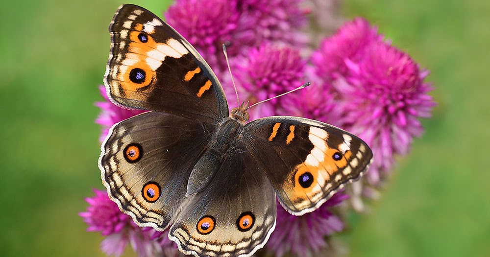 Butterflies of Singapore: Assorted Nectaring Plants - Part 2