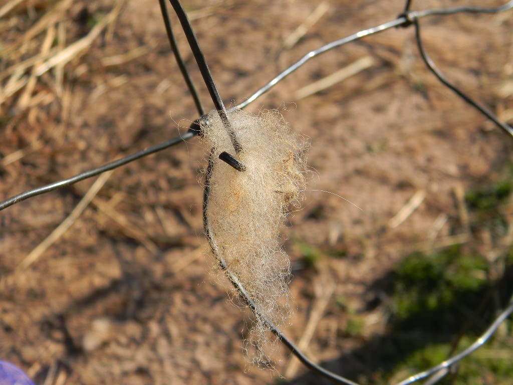 Notforgotten Farm : ~ Wool Gathering