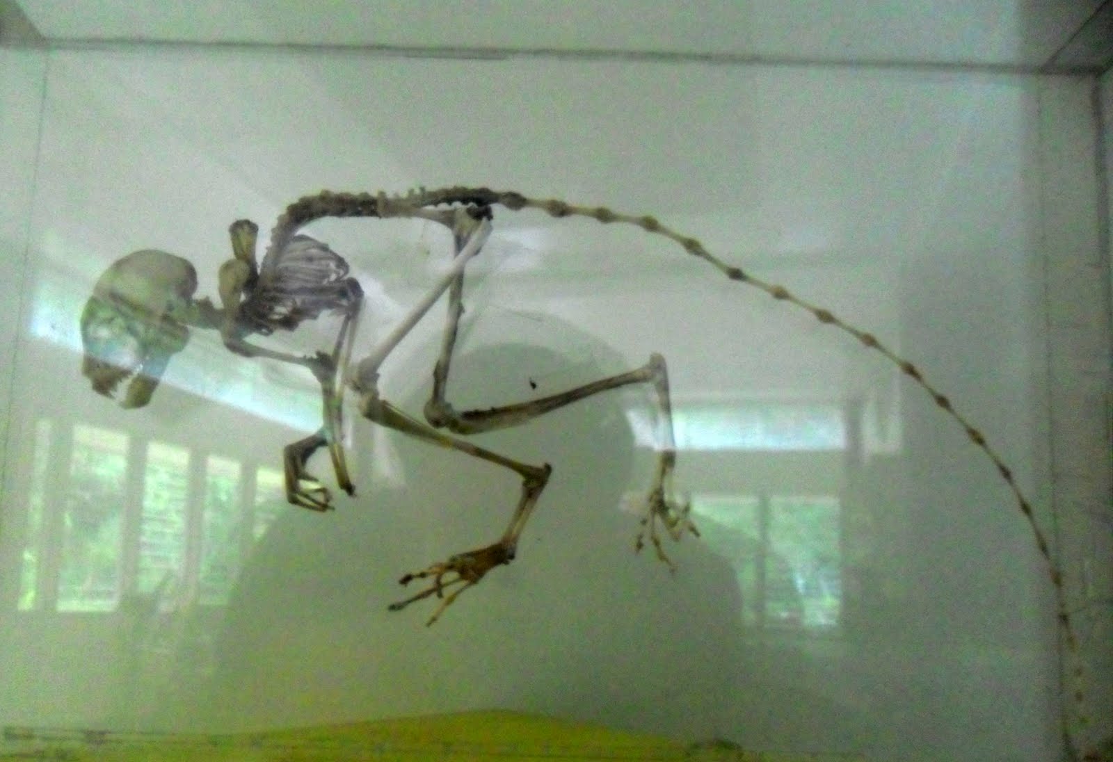 Freelance Flaneur: The littlest bastard