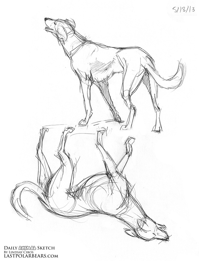 Lindsay Cibos' Art Blog: Daily Animal Sketch – Koalas, Dogs, and Lemurs