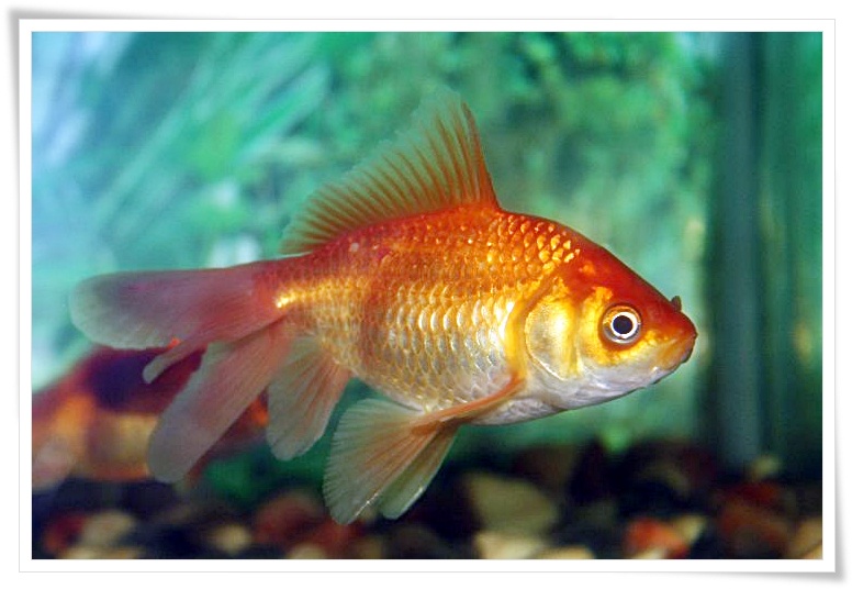 Travel Another India: Hogennakal Waterfalls – Beyond Bliss...