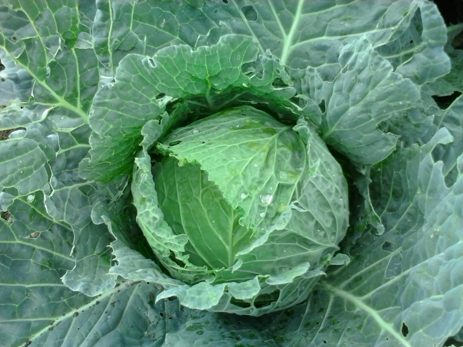 El huerto todo el año: REPOLLO