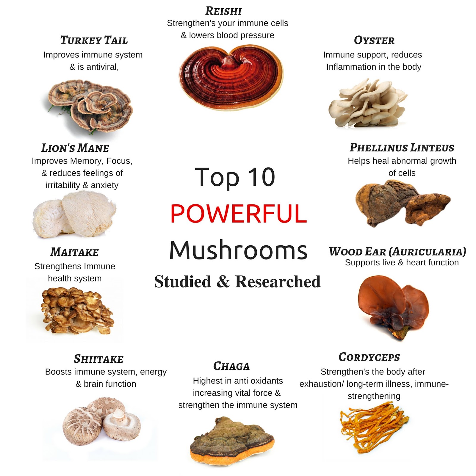 Organic Mushroom Powder Benefits Nourishing Nutrients organic-mushroom-powder-benefits-nourishing-nutrients