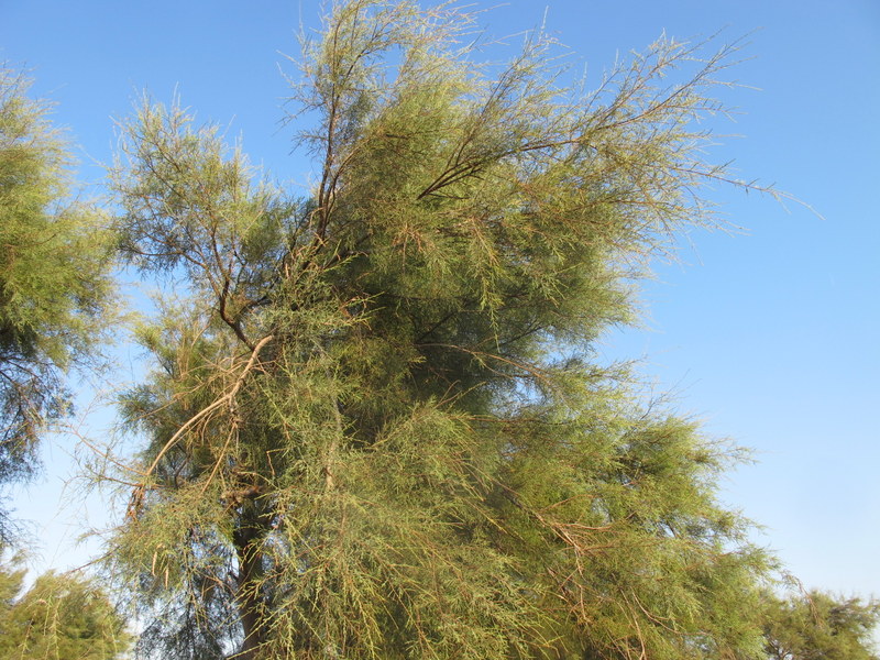 FLORA NEL SALENTO e.. anche altrove: Tamarix africana Poir ...