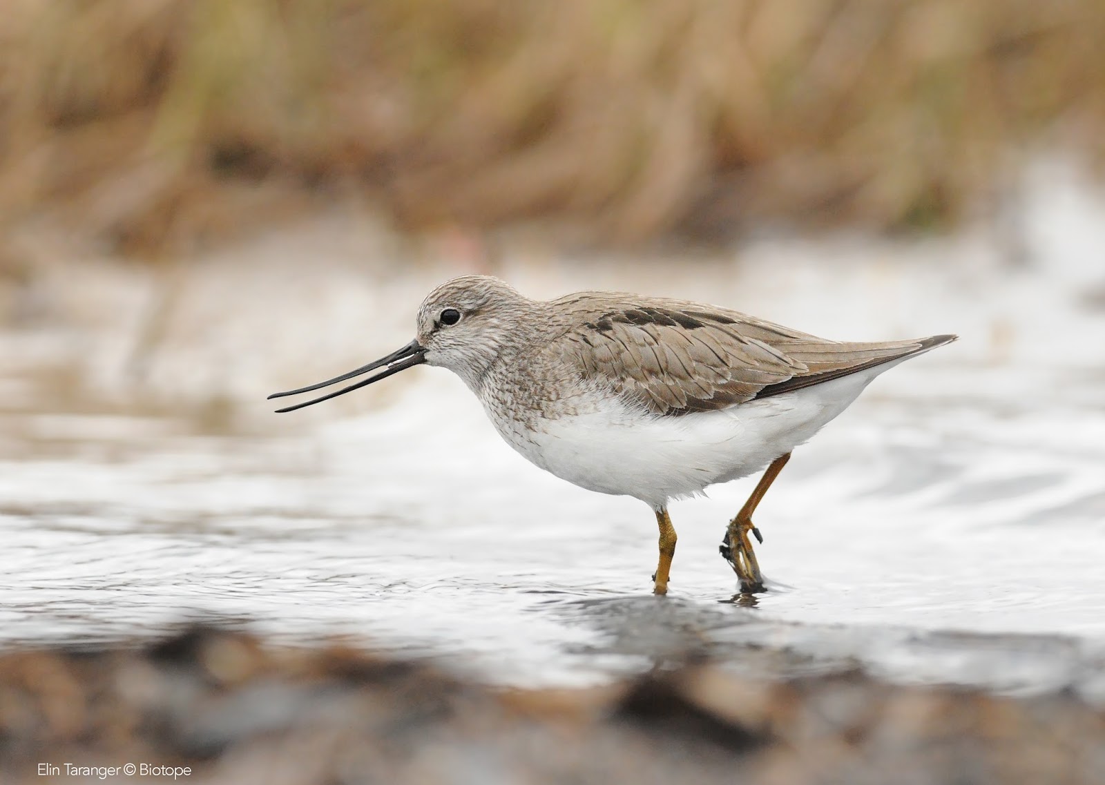 biotope: BIRDING RUSSIA - exploring the northwest russian tundra