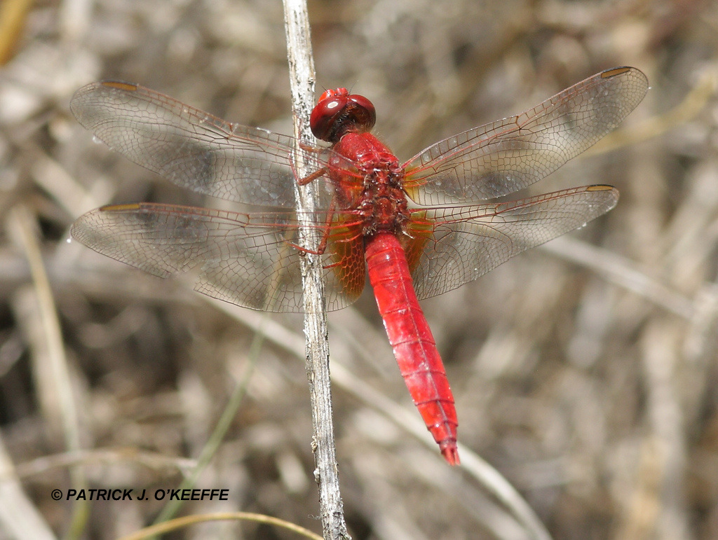 Raw Birds: SCARLET DARTER DRAGONFLY (Male) Crocothemis erythraea Poda ...