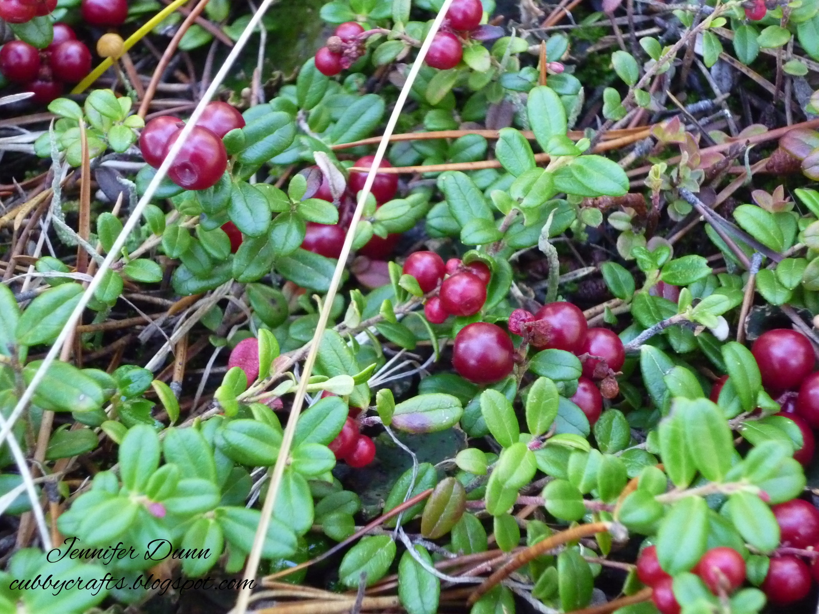 My Cubby Crafts: Fall Cranberries