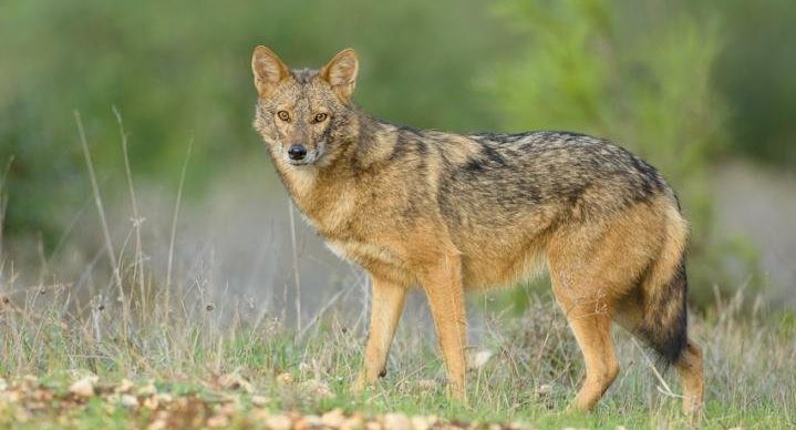CURIOSO POR NATURALEZA: CHACAL DORADO. EXPANSIÓN EN EUROPA