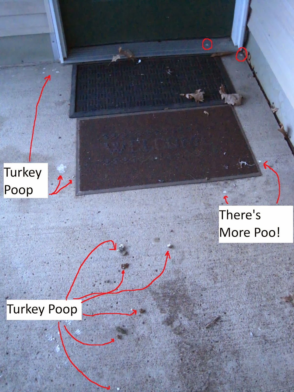 A Little Wife's Happy Life: {Seven Quick Takes} Turkey Turds, Princes ...