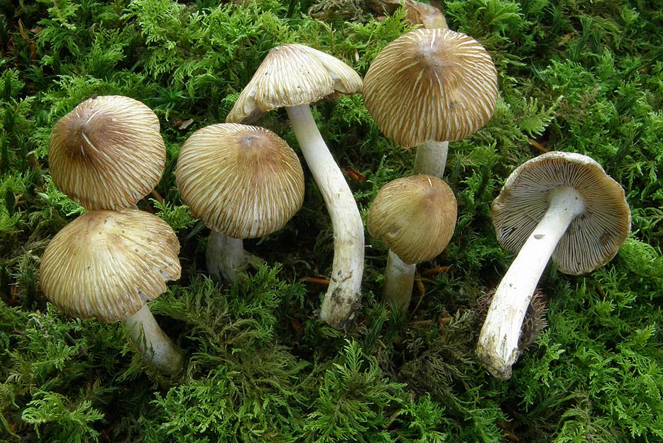 Setas y hongos: Inocybe fastigiata - Inocybe fastigiata