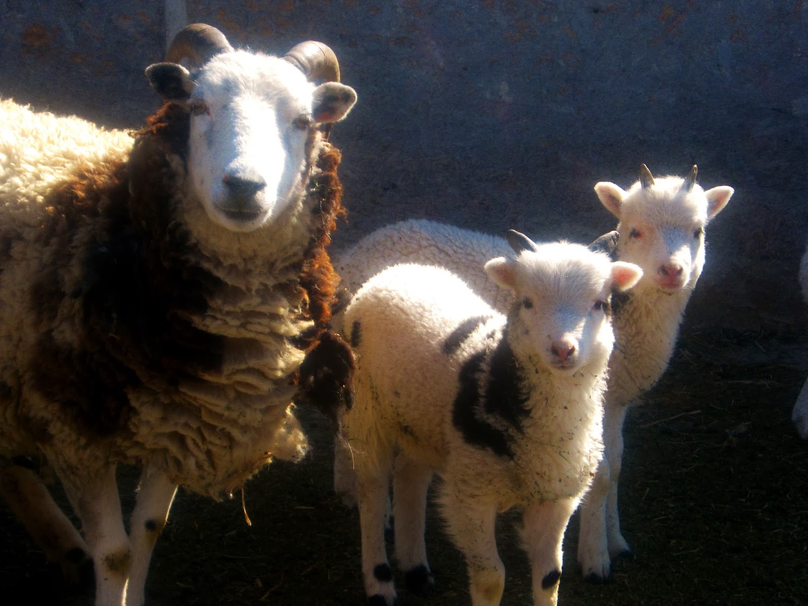 Cricket Song Farm: Jacob Sheep