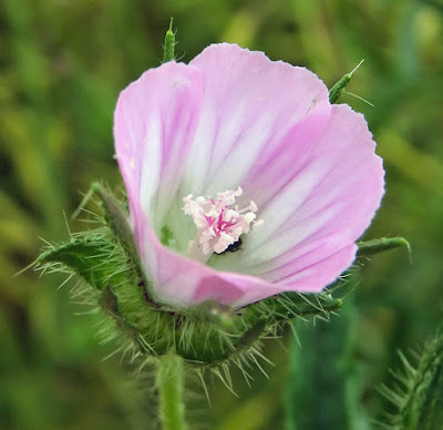 Les actualités du Monde de Lupa: Des messicoles : Guimauve hérissée