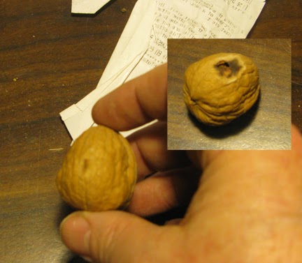 Quixotic Me: Hand made nut scratchers; It's what's for Christmas.