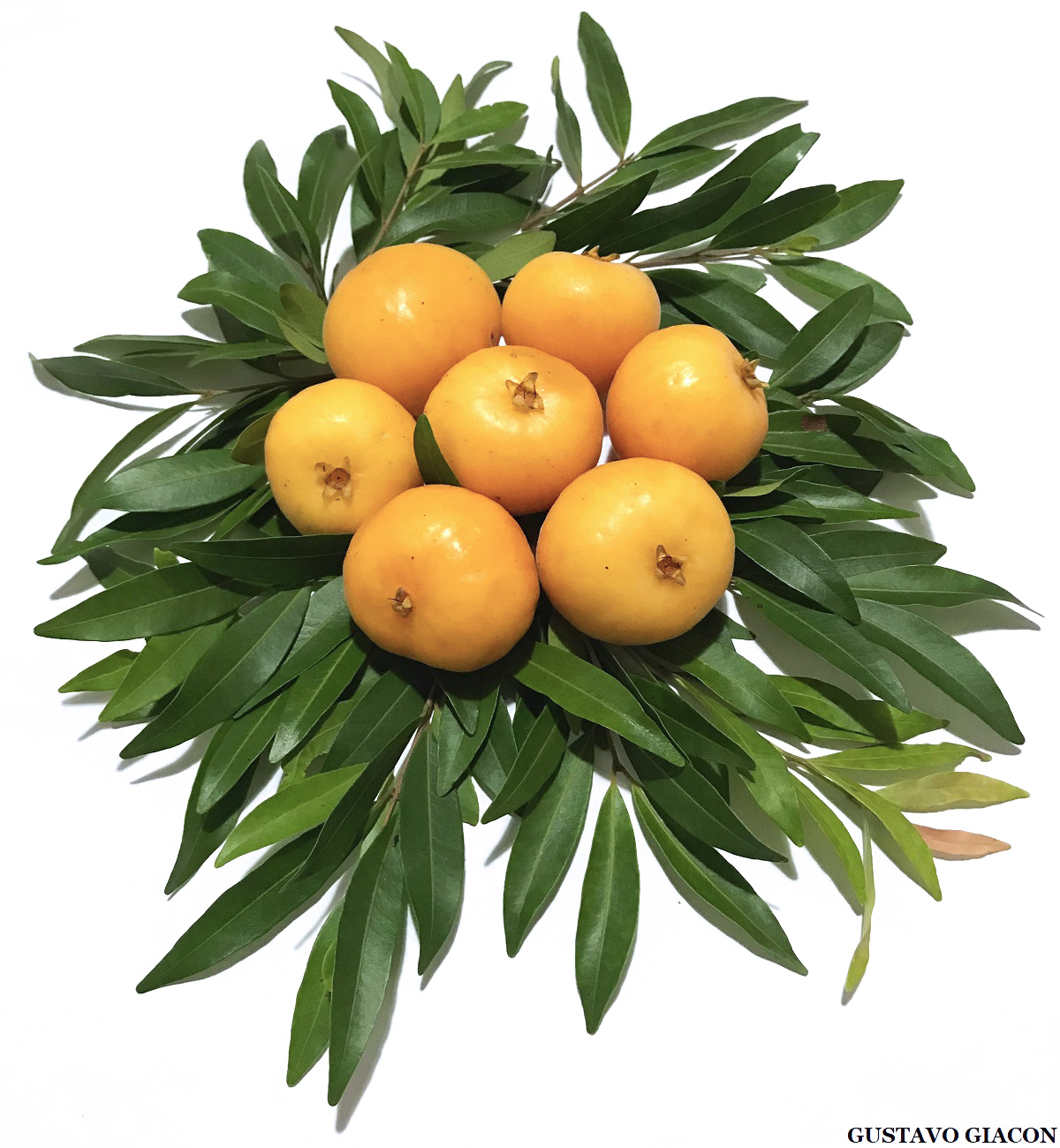 Viveiro Ciprest - Plantas Nativas e Exóticas: Uvaia Dura ( Eugenia ...