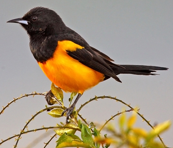 Bellas Aves de El Salvador: Icterus pectoralis (chiltota de pecho ...