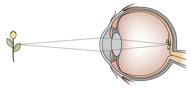 Klassite biologie derde jaar ASO wetenschappen thema 'het menselijk oog ...