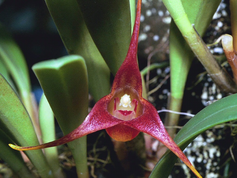 Masdevallia picea care and culture | Travaldo's blog