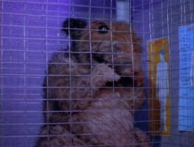 VÍCIO FRENÉTICO: ATTACK OF THE 60 FOOT CENTERFOLD (1995)