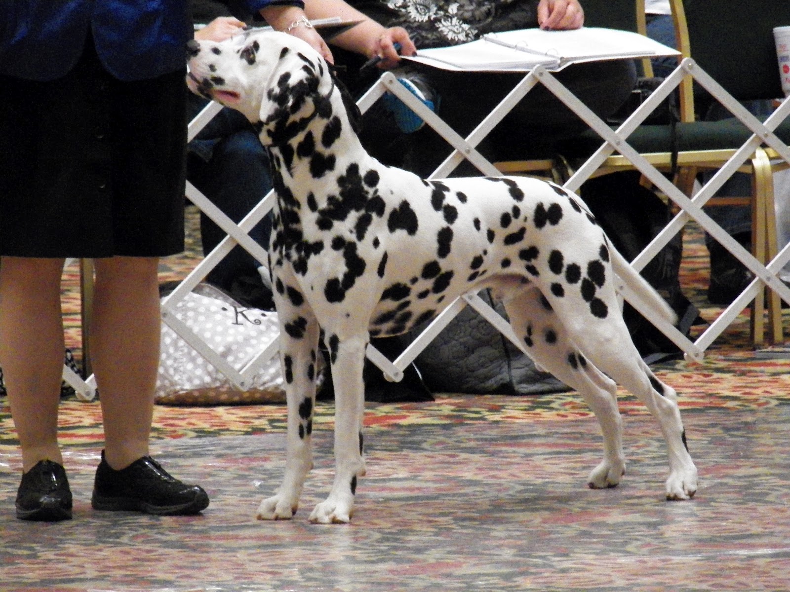 Victory Dalmatians: Dalmatian Club of America National Show in Tulsa, OK