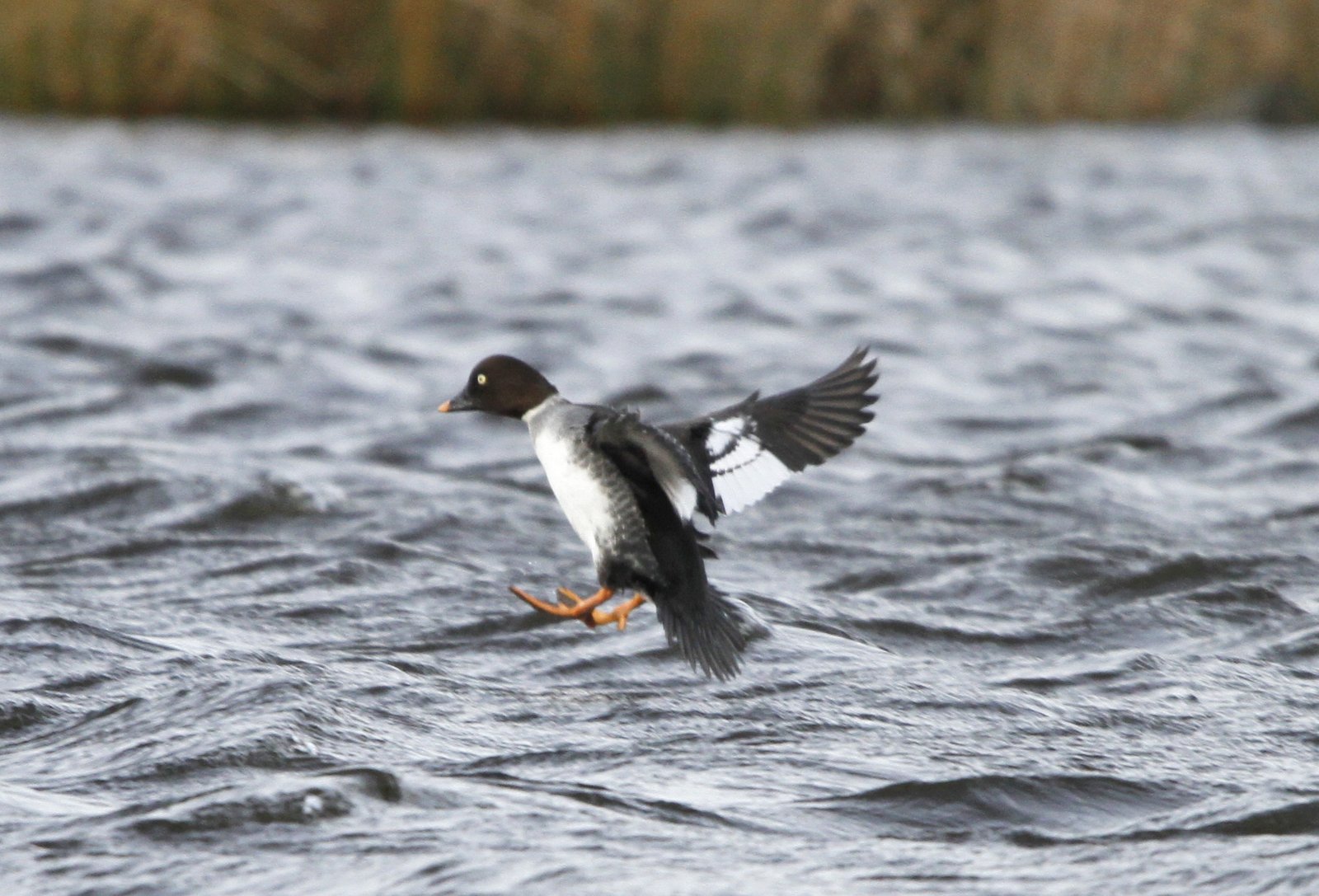 WEST YORKSHIRE BIRDING: Cold Edge Dams