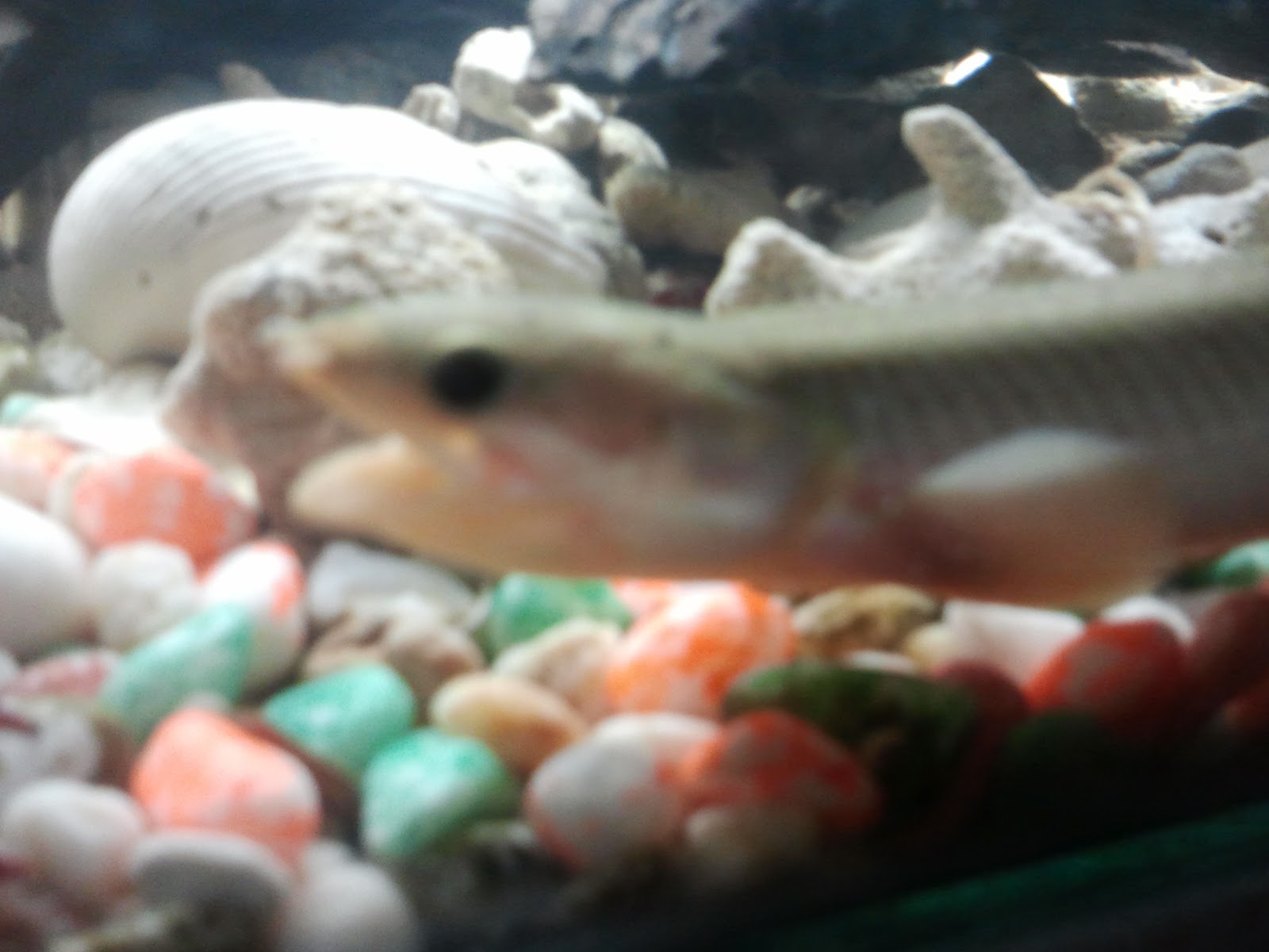 hardy boy: Ikan Pelik - DRAGON FISH