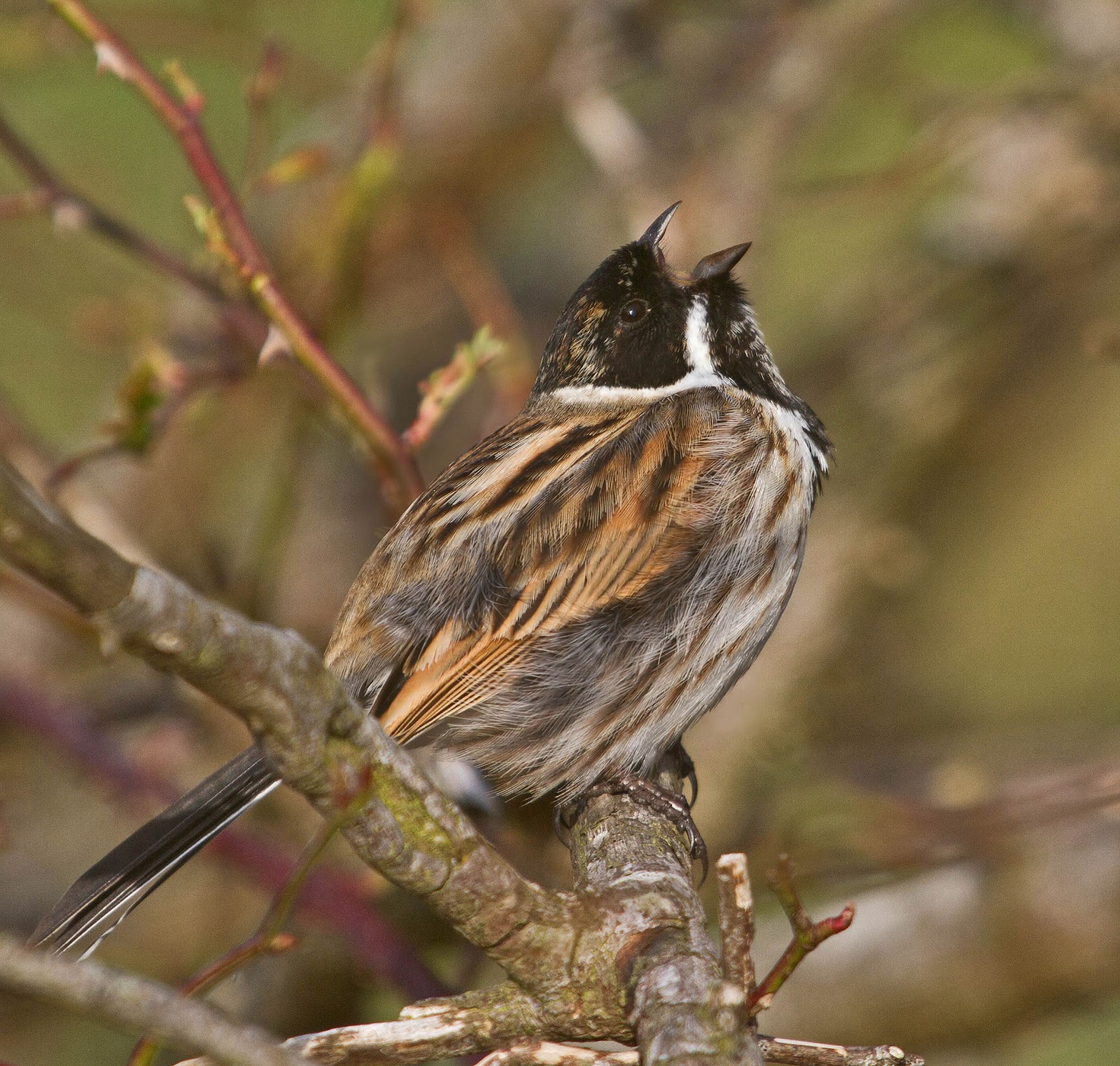 CAMBRIDGESHIRE BIRD CLUB GALLERY: Reed Bunting