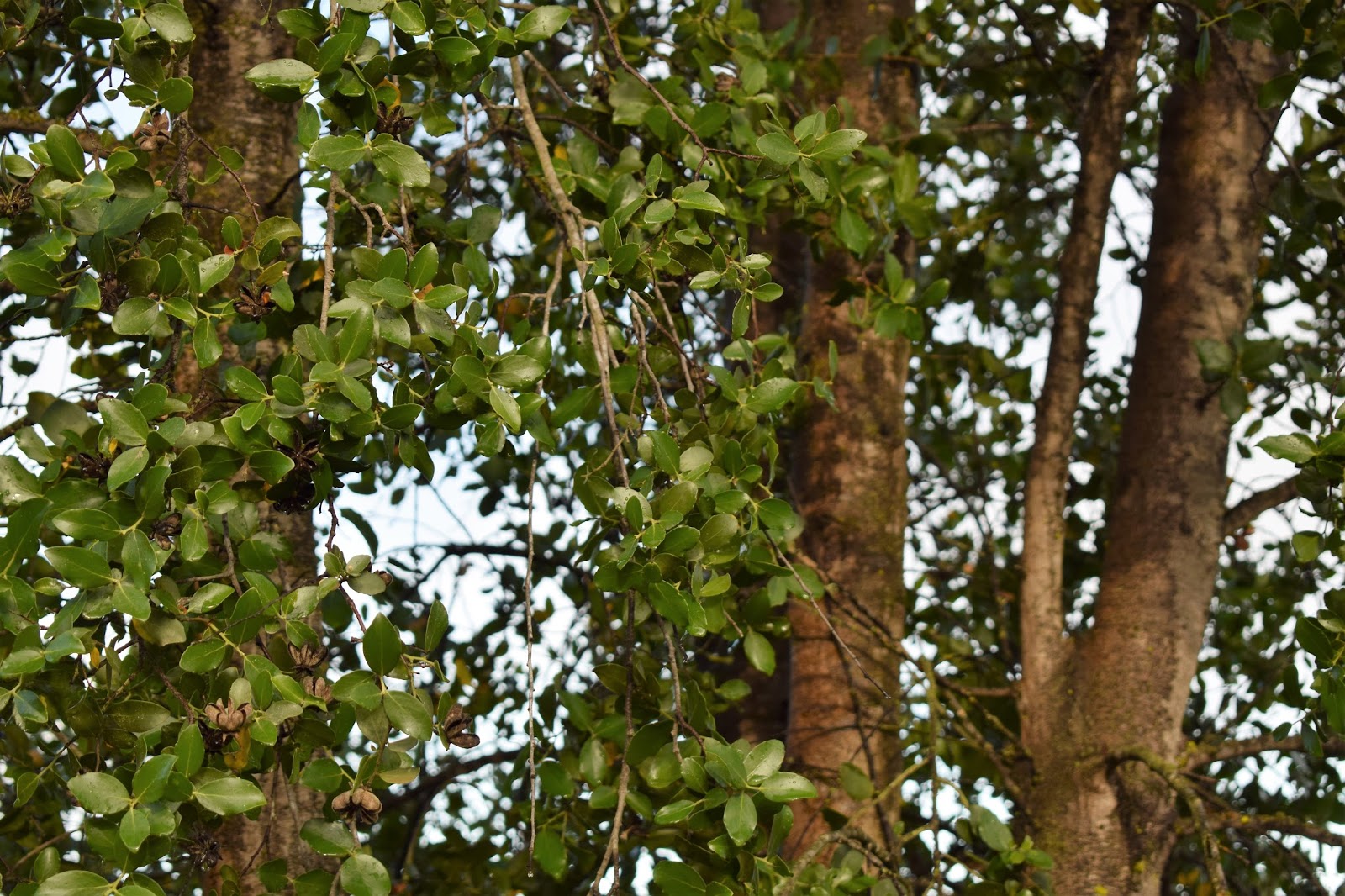 Fernando Ruz: Plantas nativas de Chile: Quillay, küllay, Quillaja saponaria