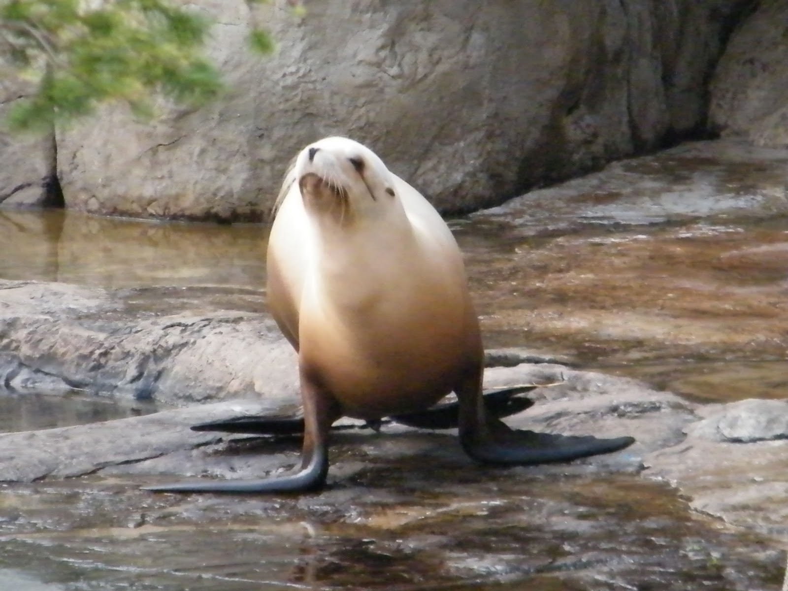 Mostly pictures: 23 random zoo pictures!