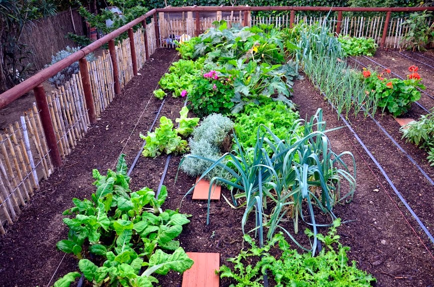 El Huerto habitado: Huerto Ecológico: 10 Razones por las que Elegir el ...