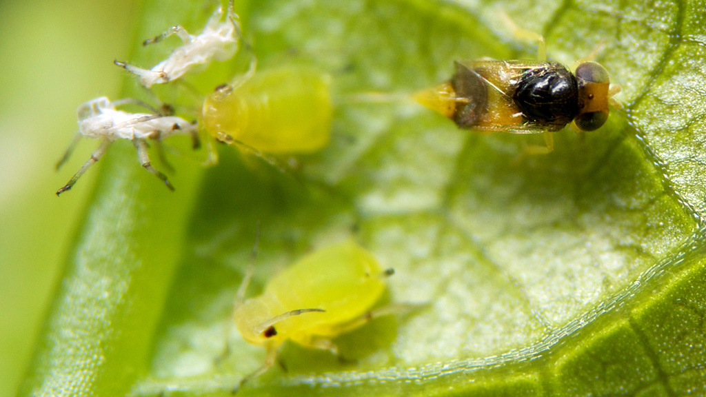 ムシをデザインしたのはダレ？: ツヤコバチ科 ( Aphelinus sp. ) 産卵