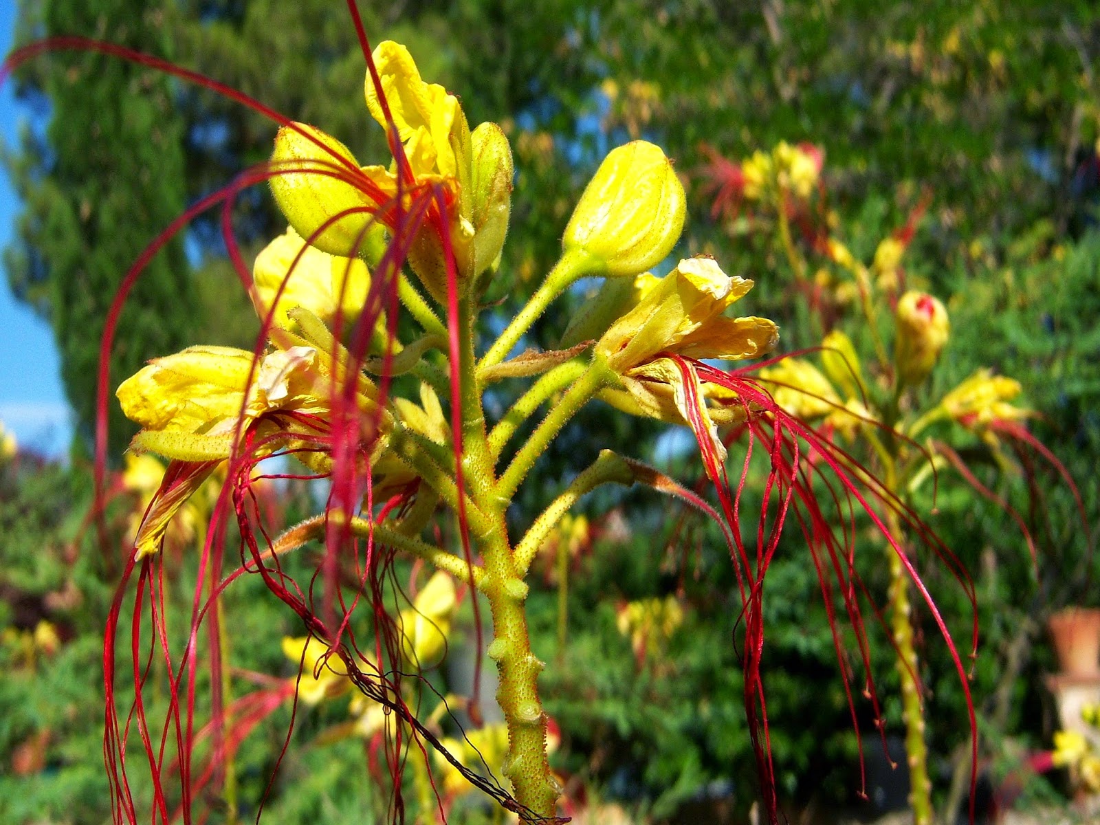 CAESALPINIA, BARBA DE CHIVO - BOTÀNIC SERRAT